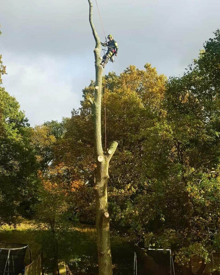 When to Save a Tree and When to Let It Go: A Homeowner’s Dilemma - EM ...